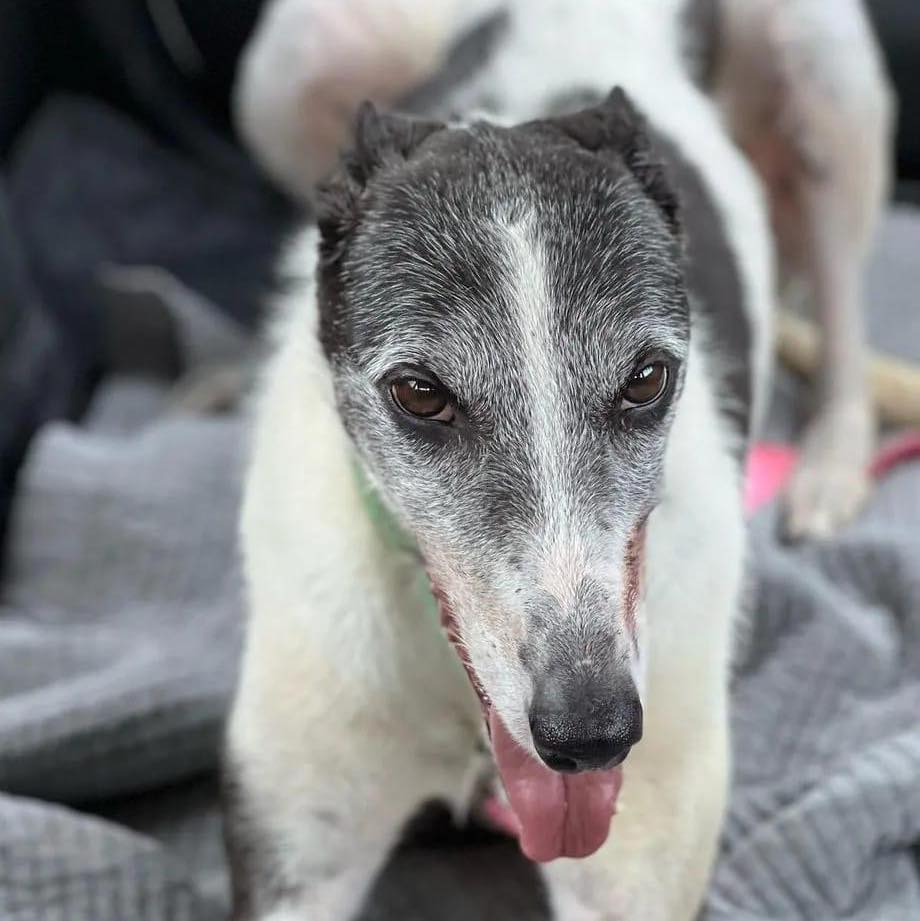 Dogs – The Sighthound Underground